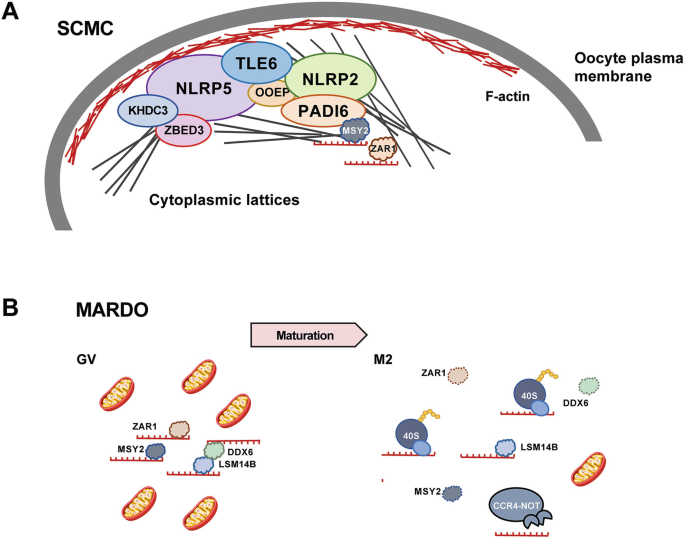 Regulation of Oocyte mRNA Metabolism: A Key Determinant of Oocyte ...