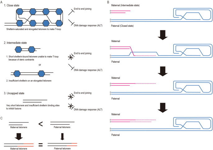 Telomere Elongation During Pre-Implantation Embryo Development ...