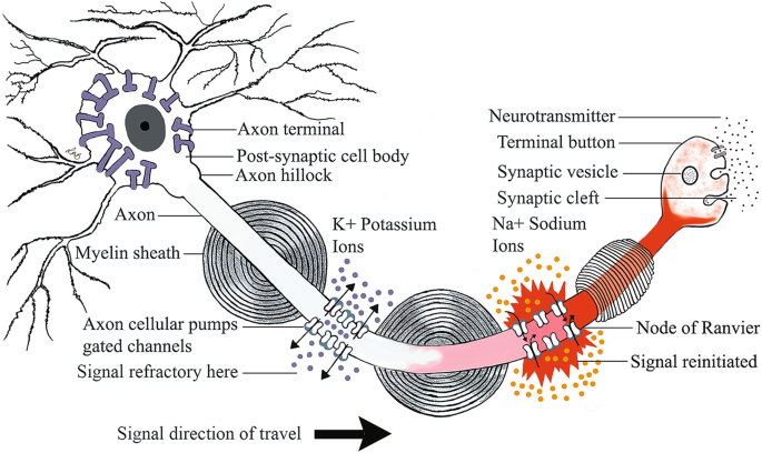 How to Build a Neuron | SpringerLink