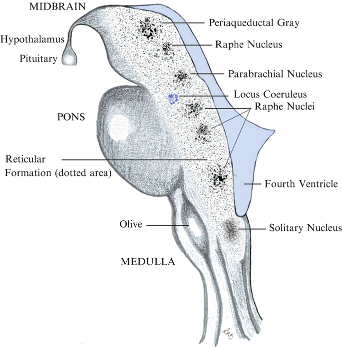 How to Build a Brainstem | SpringerLink