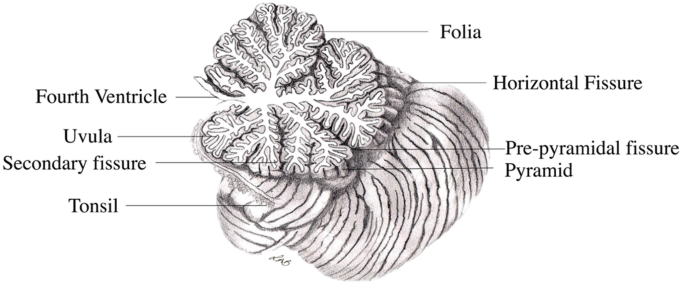 How to Build a Cerebellum | SpringerLink