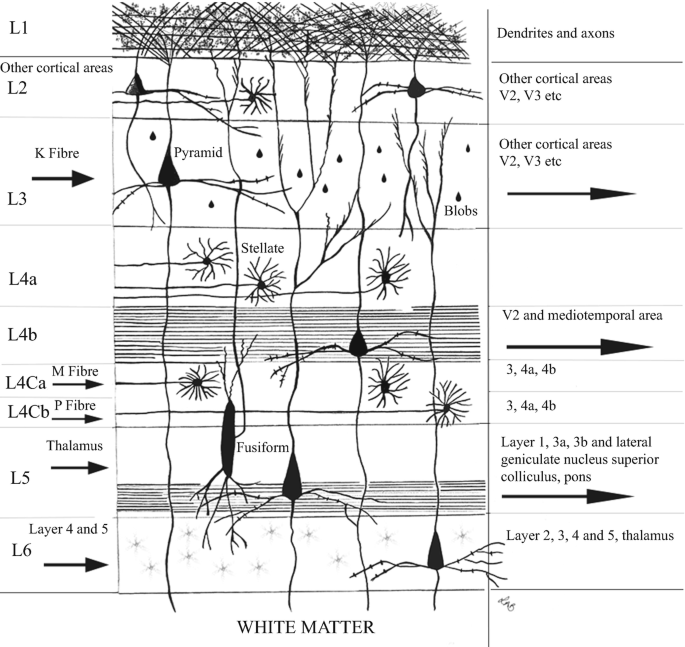 How to Build Occipital Lobes | SpringerLink