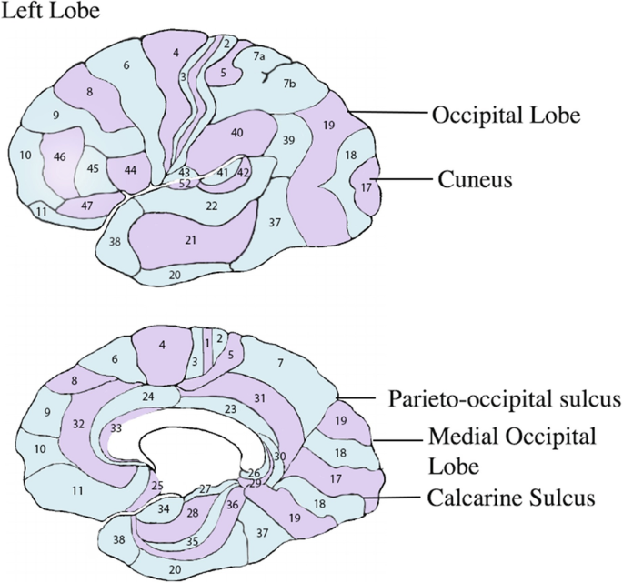 Occipital Lobe Neura Library