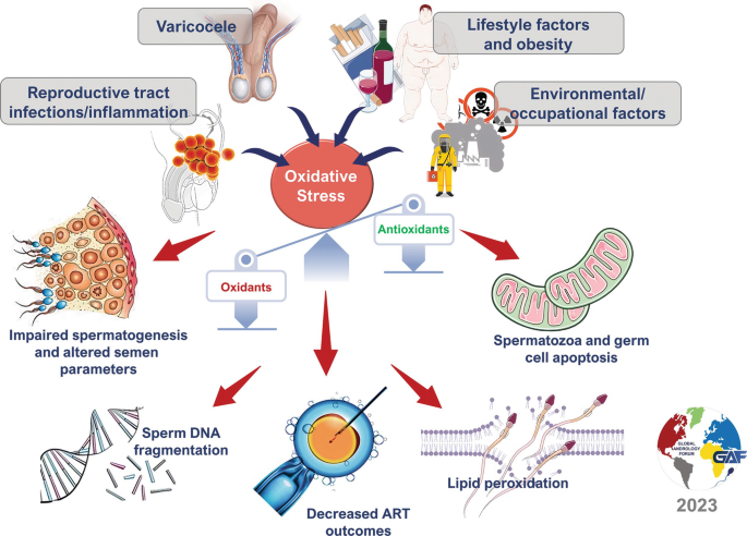 Assessment Of Seminal Oxidative Stress Springerlink