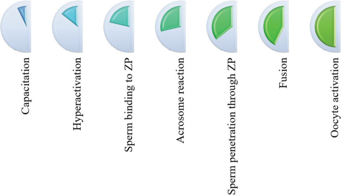 Acrosome Reaction Springerlink