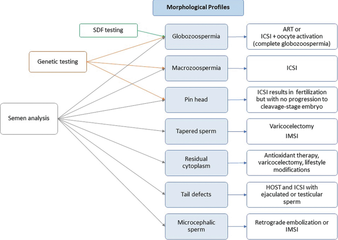 Sperm Morphology | SpringerLink
