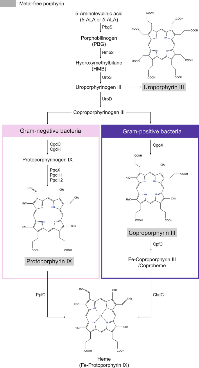 Unveiling the Microbial Bullseyes: Microbial Target of Antimicrobial ...