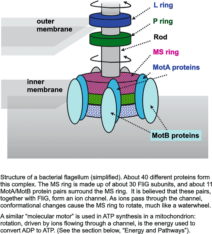 Why Is Biology Hard? | SpringerLink