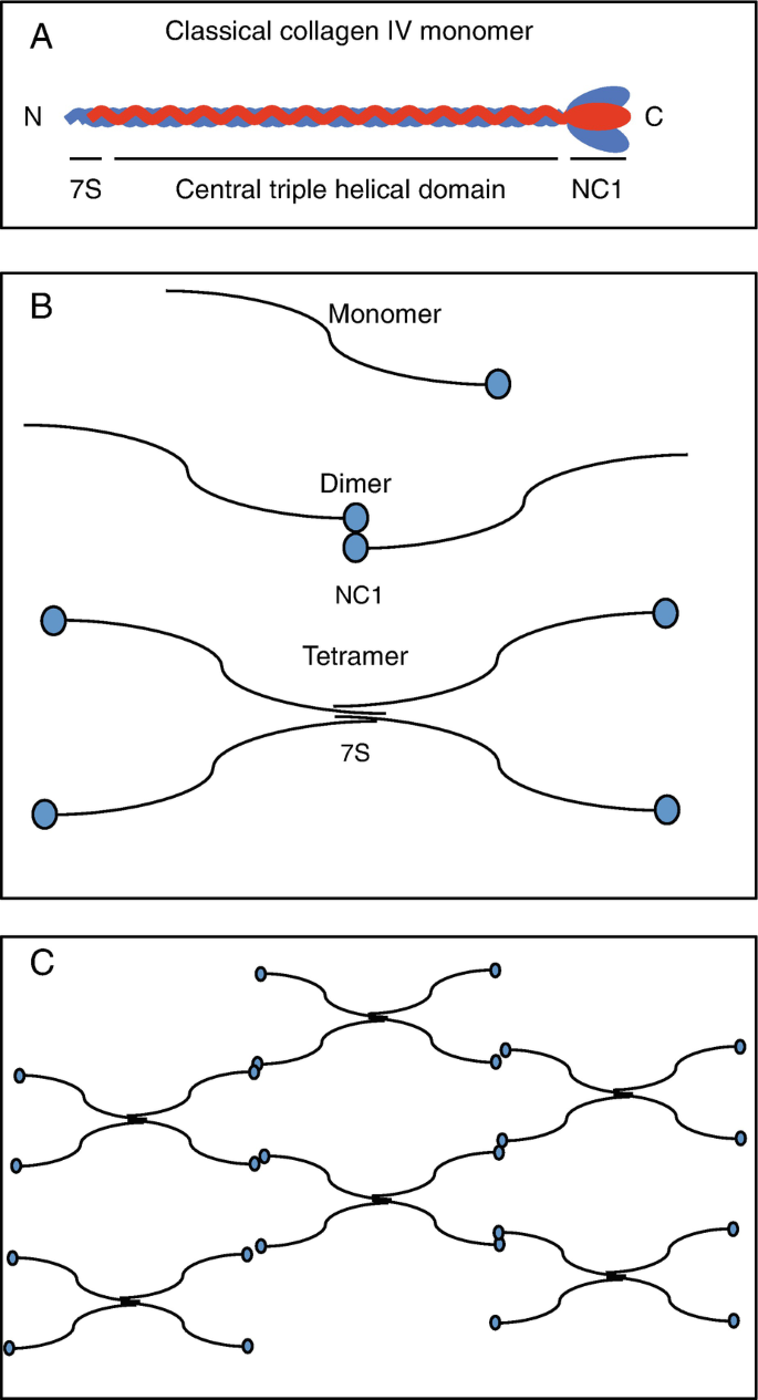 Composition of the Extracellular Matrix | SpringerLink