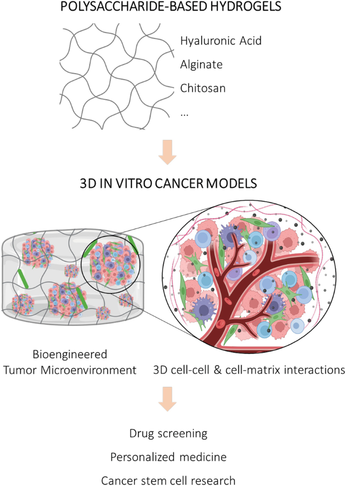 Polysaccharide-Based Hydrogels for Bioengineering 3D Tumor Models ...