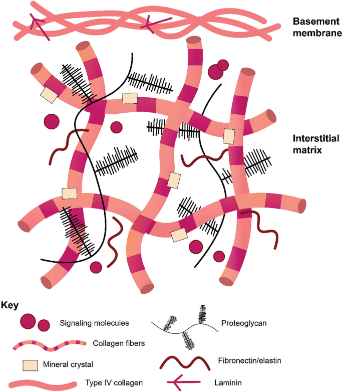 Extracellular Matrix Bioscaffolds: Structure-Function | SpringerLink