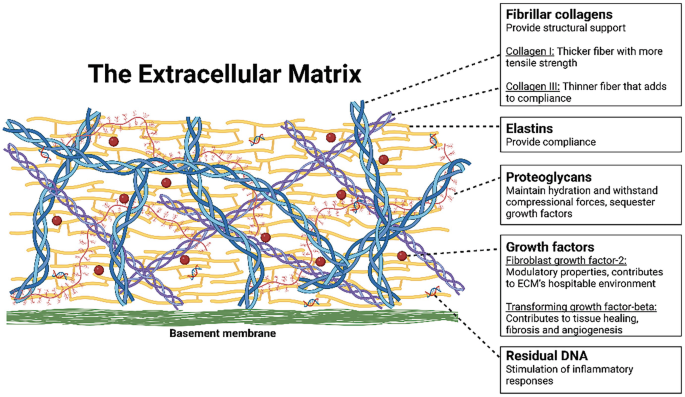Decellularized Tissue-Derived Materials as Scaffolds for Tissue Engineering | SpringerLink