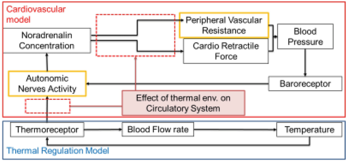 Development of a Cardiovascular Mathematical Model Considering the ...