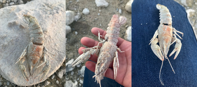 Potential Human Health Risks from Heavy Metals in Crayfish Shells Used ...