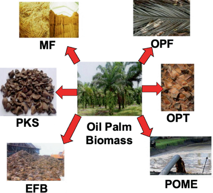 Lignin Fractionation from Oil Palm Biomass Using Deep Eutectic Solvent ...