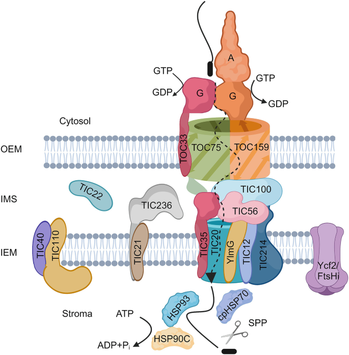 Translocation of Proteins into Primary Plastids | SpringerLink