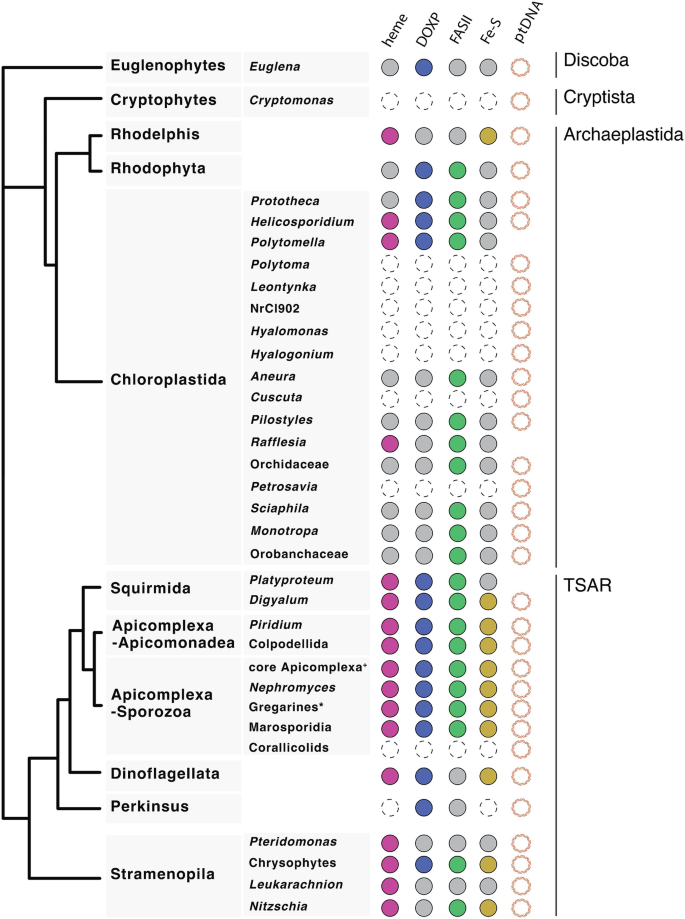 Plastid Evolution in Non-photosynthetic Lineages | Springer Nature Link ...