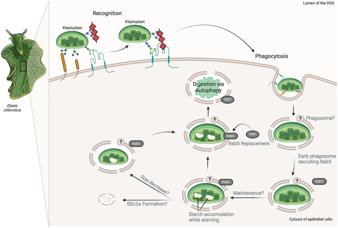 Targeting Plastids in an Animal Cell | SpringerLink