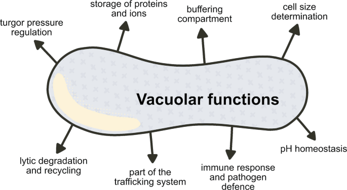 Membrane Delivery to the Vacuole and the Multifunctional Roles of ...