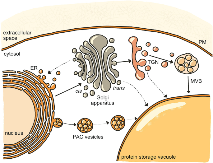 Membrane Delivery to the Vacuole and the Multifunctional Roles of ...