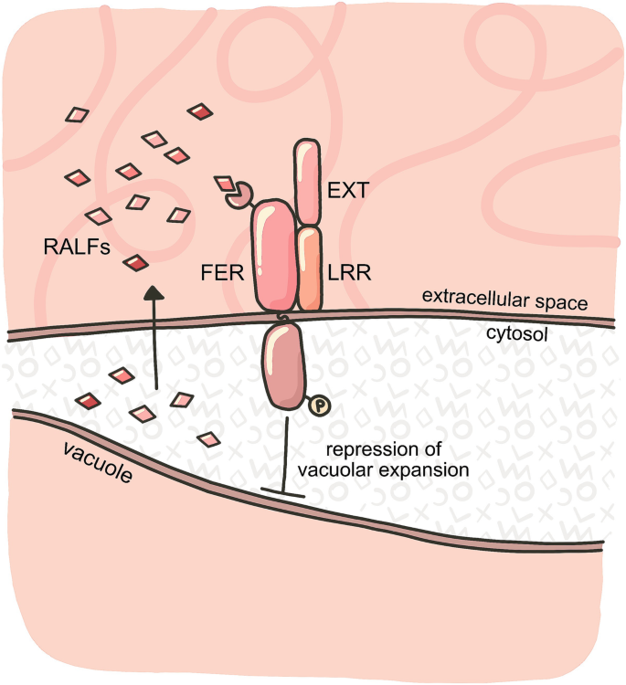 Membrane Delivery to the Vacuole and the Multifunctional Roles of ...