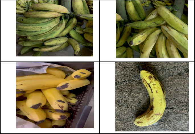Novel Dataset Creation of Varieties of Banana and Ripening Stages for ...
