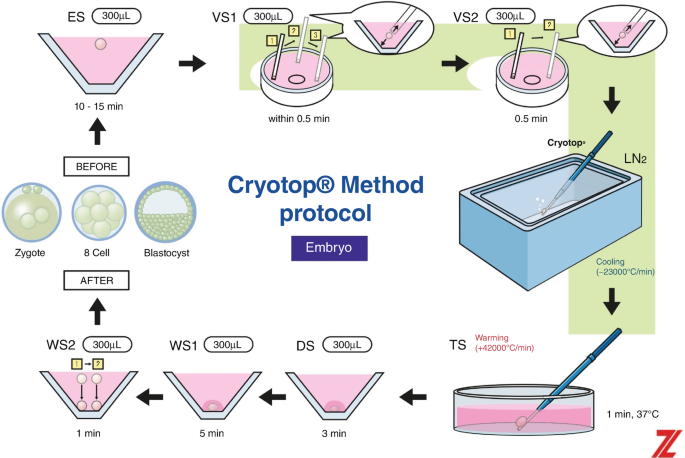Handling and Assessing of Human Oocytes and Blastocysts After ...