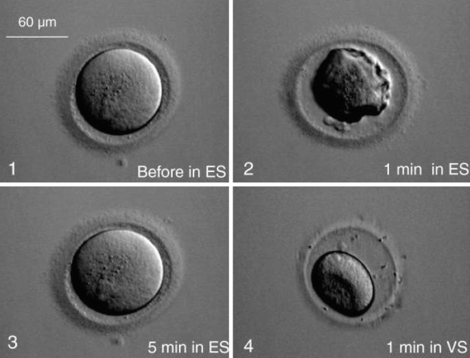 Setting Up a Cryopreservation Lab and Selecting Media, Disposables, and ...