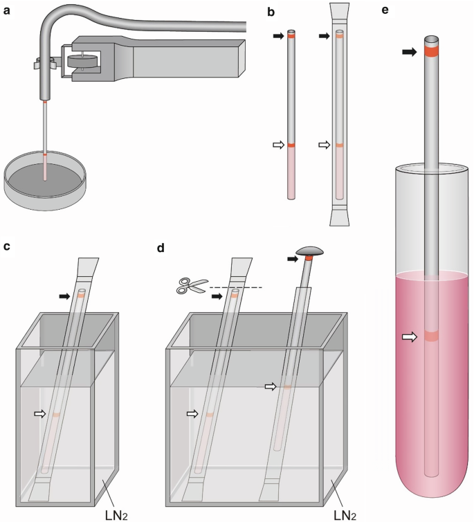 Aseptic Capillary Vitrification of Human Spermatozoa | SpringerLink