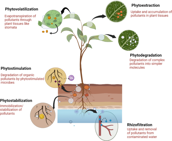 Advancing Phytoremediation from Lab Research to Field Applications ...
