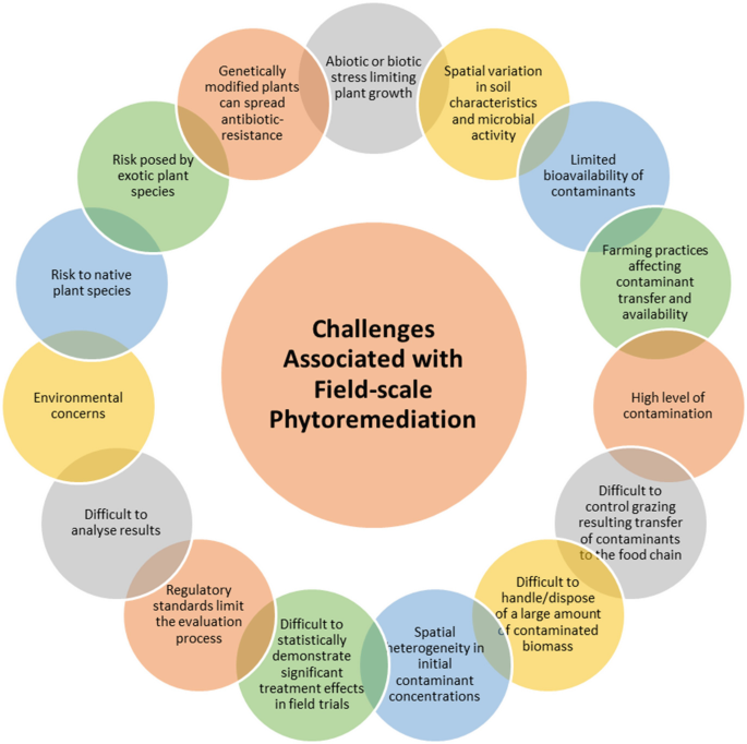 Advancing Phytoremediation from Lab Research to Field Applications | SpringerLink