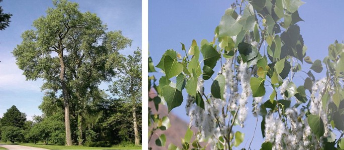 Utilization of Wastewater Sludge and Poplar Trees for Remediation ...