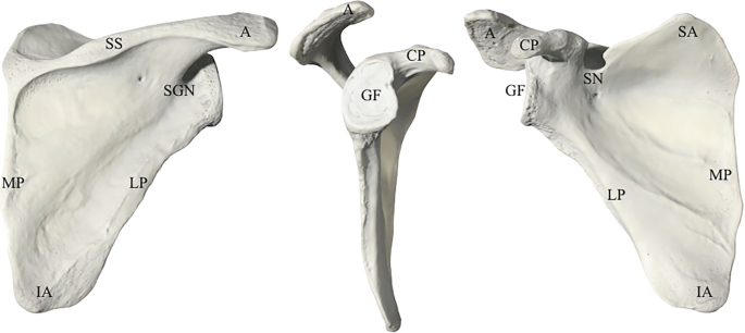 Embryology, Anatomy, Biomechanics, Injury Mechanism, and Epidemiology ...