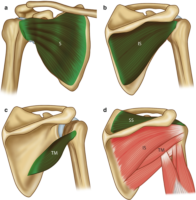 Embryology, Anatomy, Biomechanics, Injury Mechanism, and Epidemiology ...