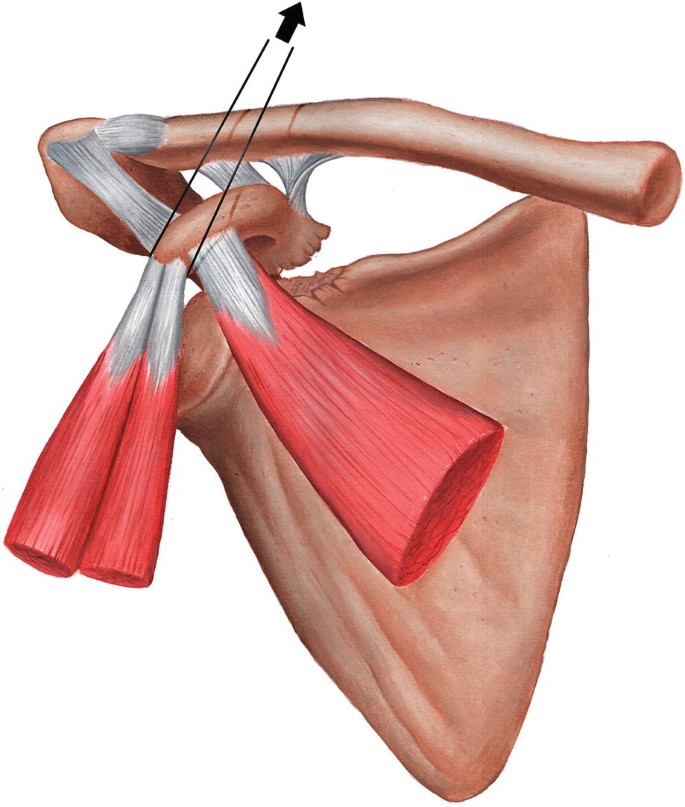 Special Considerations: Fractures of the Coracoid Process and Acromion ...