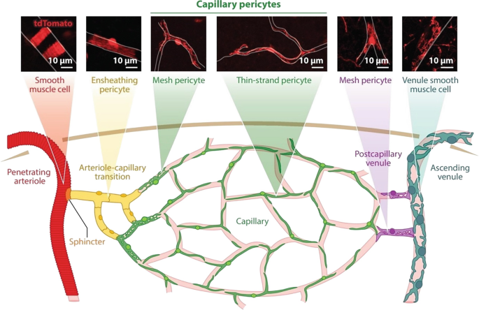 Mathematical Models of the Cerebral Microcirculation in Health and ...