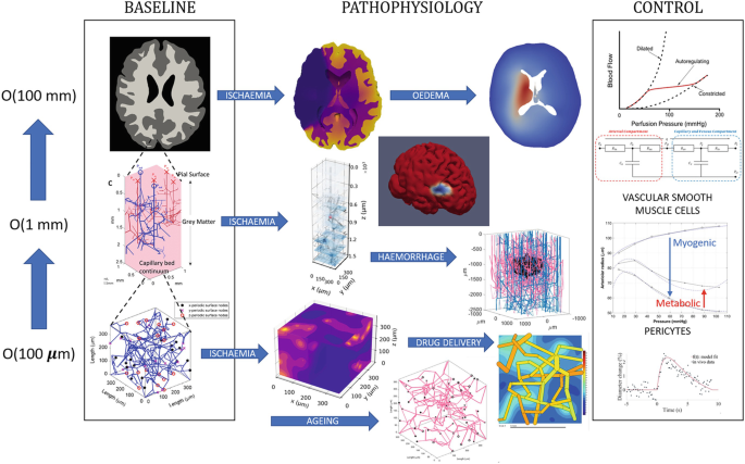 Mathematical Models of the Cerebral Microcirculation in Health and ...
