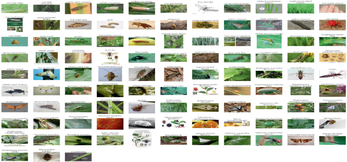 Classification of Insect Pest Using Transfer Learning Mechanism ...
