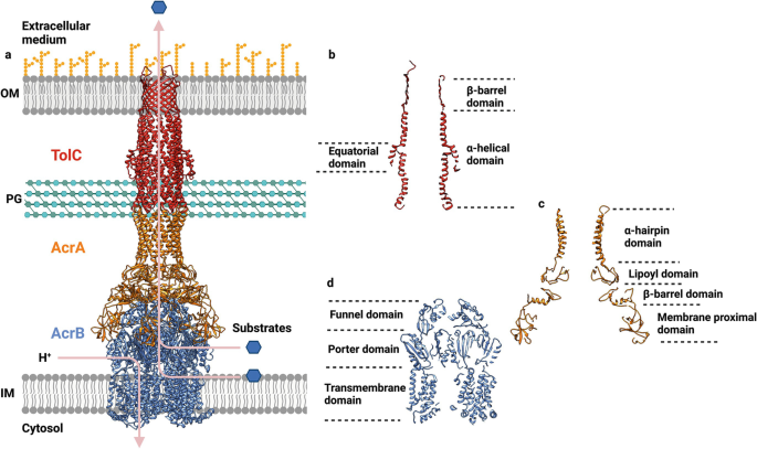 Structures and Efflux Mechanisms of the AcrAB-TolC Pump | SpringerLink