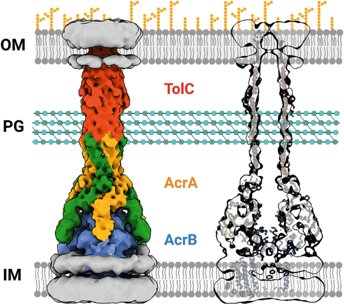 Structures and Efflux Mechanisms of the AcrAB-TolC Pump | SpringerLink