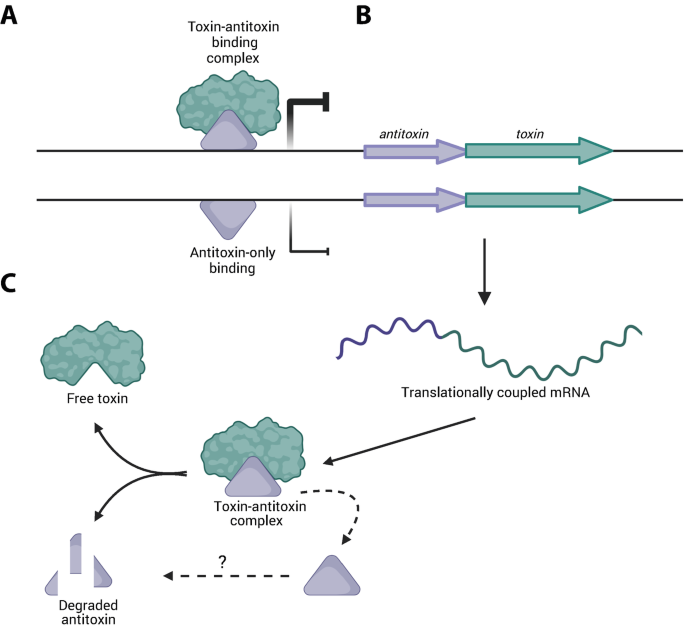 Structural Variations and Rearrangements in Bacterial Type II Toxin-Antitoxin Systems | SpringerLink