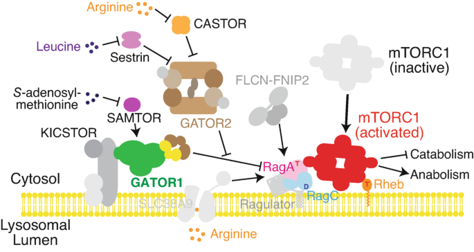 Structures and Functions of the Human GATOR1 Complex | SpringerLink