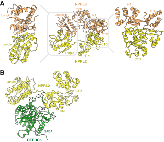 Structures and Functions of the Human GATOR1 Complex | SpringerLink