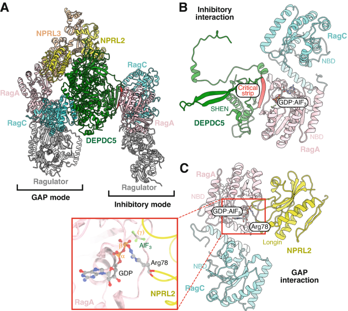 Structures and Functions of the Human GATOR1 Complex | SpringerLink