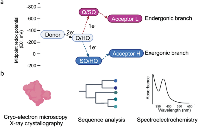 Structures and Electron Transport Paths in the Four Families of Flavin ...