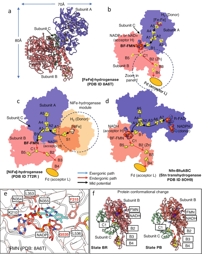 Structures and Electron Transport Paths in the Four Families of Flavin ...
