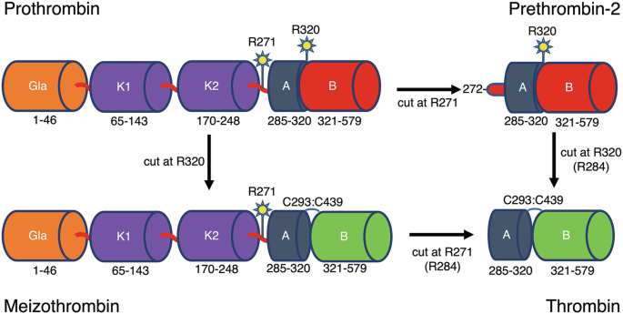 The Prothrombin-Prothrombinase Interaction | SpringerLink