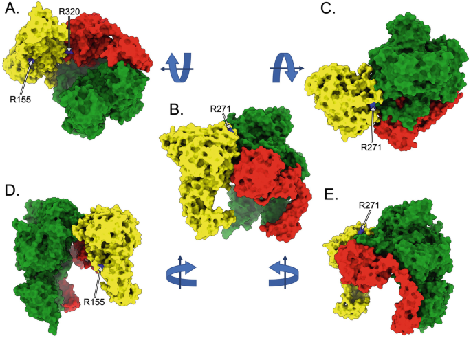 The Prothrombin-Prothrombinase Interaction | SpringerLink