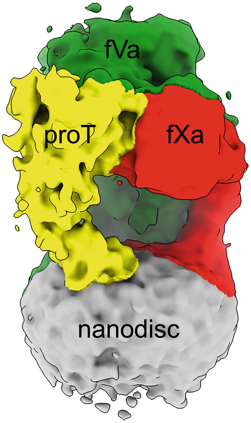 The Prothrombin-Prothrombinase Interaction | SpringerLink