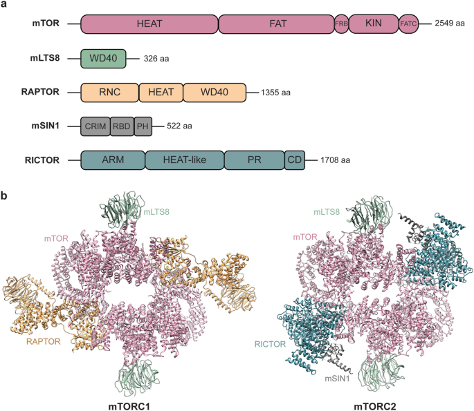 Maturation and Assembly of mTOR Complexes by the HSP90-R2TP-TTT ...